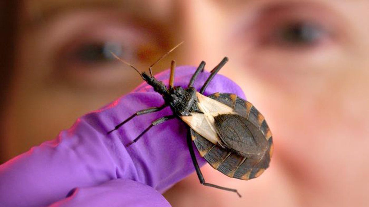 ¿Qué es la enfermedad de Chagas? Así es la nueva amenaza mortal ...