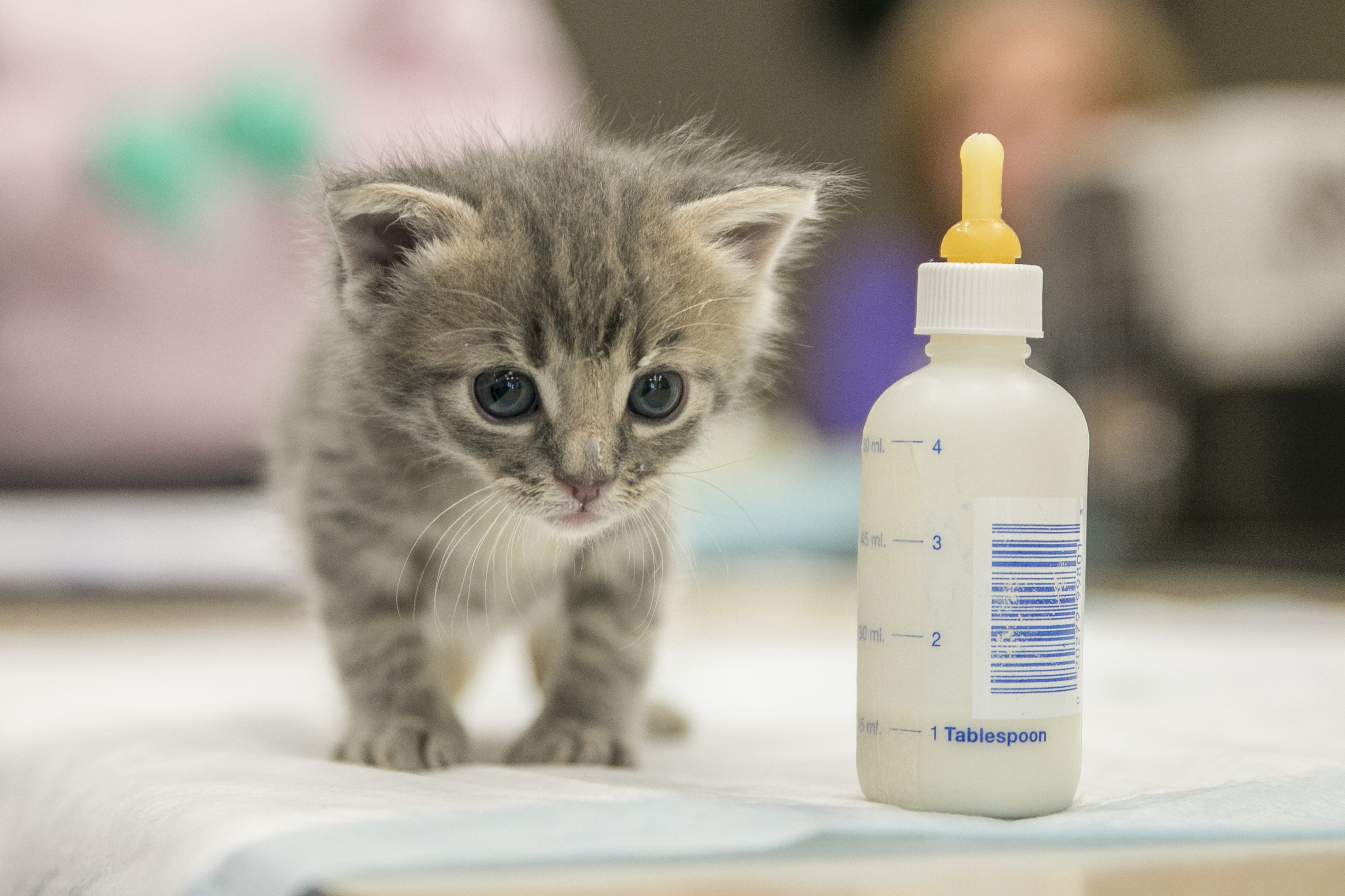 Organizan un "baby shower" para gatitos – Telemundo San Diego (20)