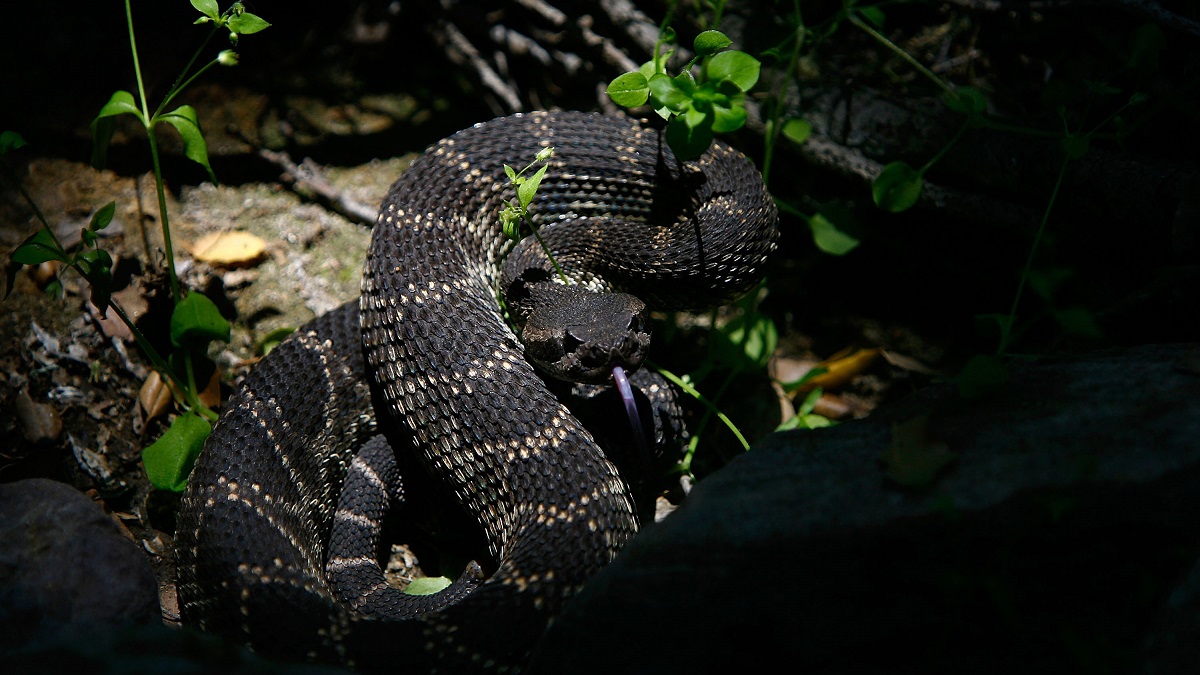 Cómo protegerse durante la temporada víboras de cascabel – Telemundo ...