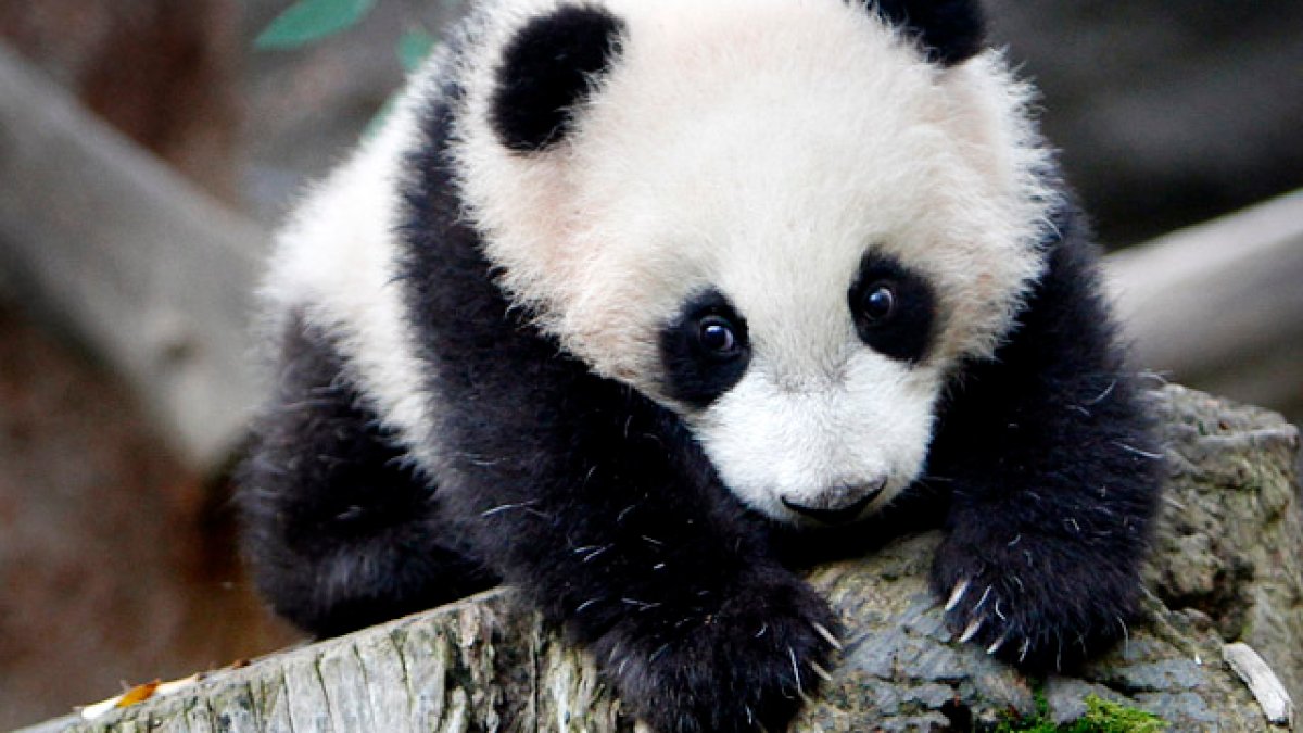 Cronología: Casi tres décadas de pandas en el zoológico de San Diego ...