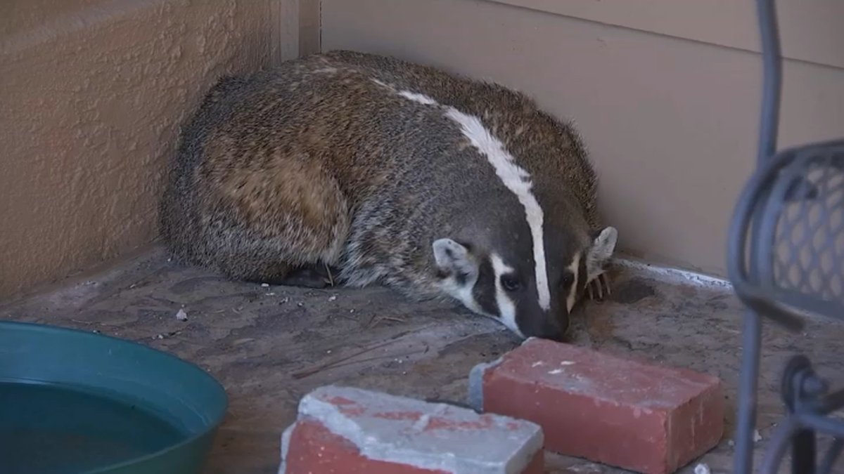Invitado inesperado: tejón ingresa a vivienda en Walnut Creek ...