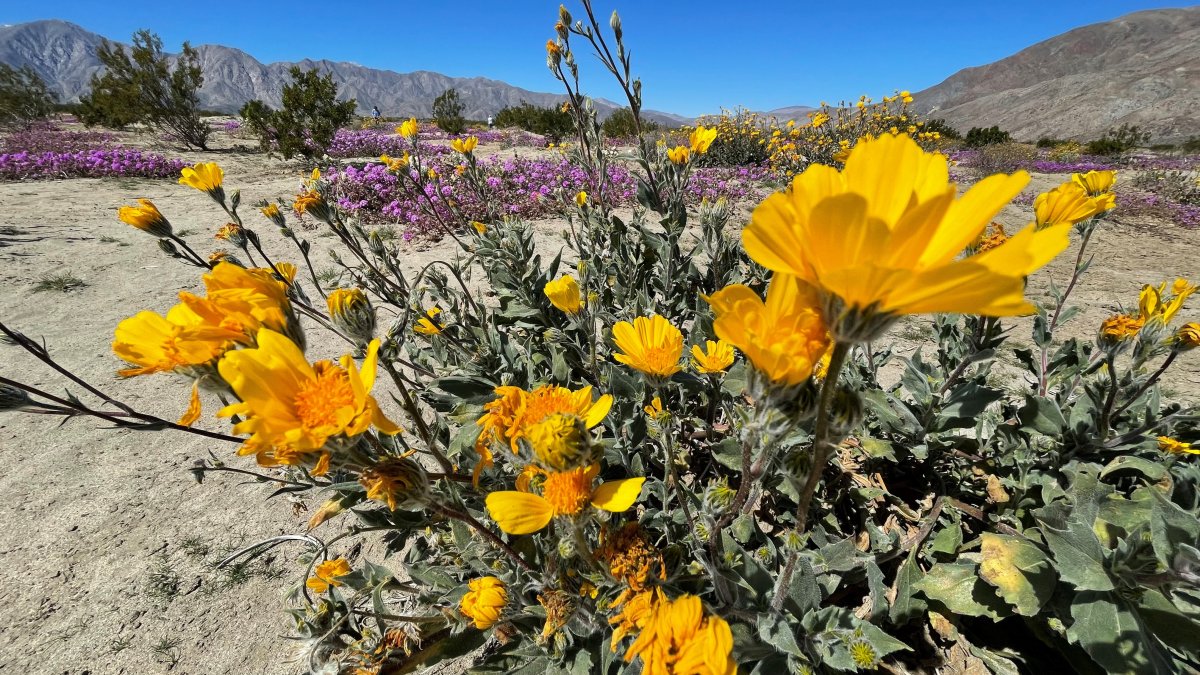 ¿Superbloom?: Florecen los desiertos del sur de California – Telemundo ...