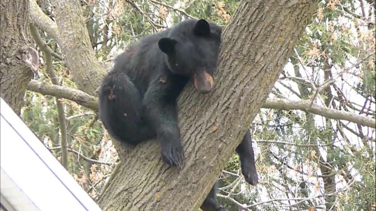 Wisconsin: captan en video a un oso mientras duerme la siesta en en el ...