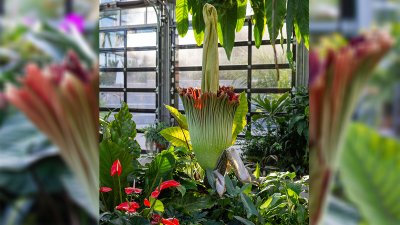 Flor cadáver o Corpse Flower a punto de florecer en San Diego ...