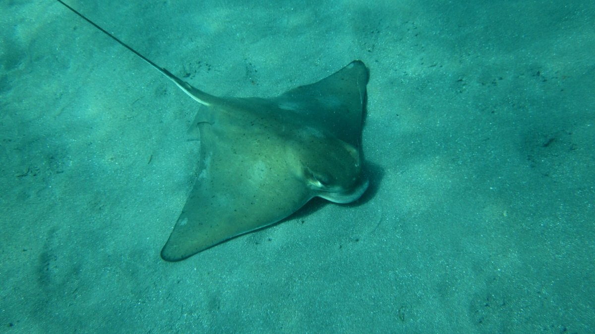 Cómo evitar que te pique una mantarraya en la playa – Telemundo San ...