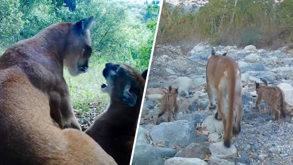 Video: madre puma y su cachorro juegan en montañas de California ...