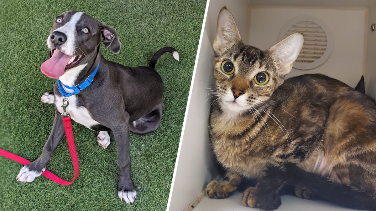 Desocupar los Albergues 2023: mascotas en San Diego listas para adoptar ...