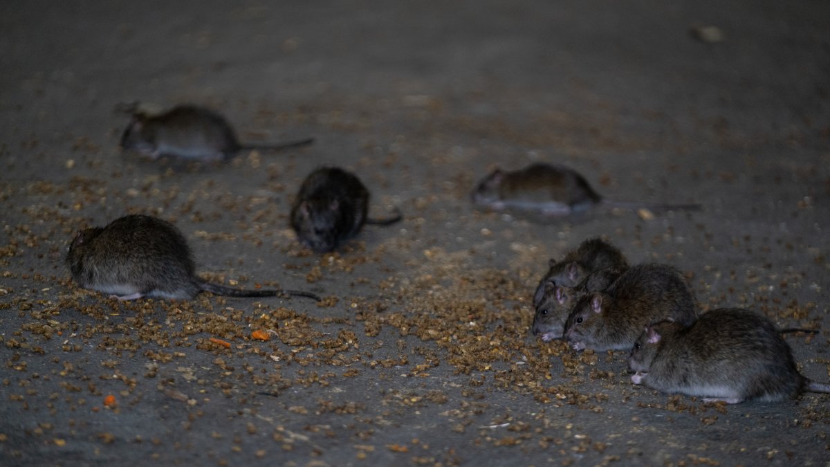 Nueva York presenta portal de información sobre ratas – Telemundo San ...