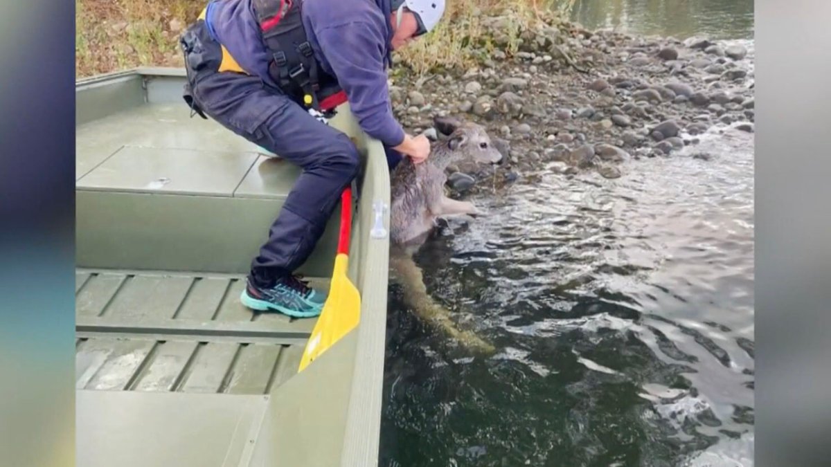 California: rescatan a una cría de venado en un lago – Telemundo San ...