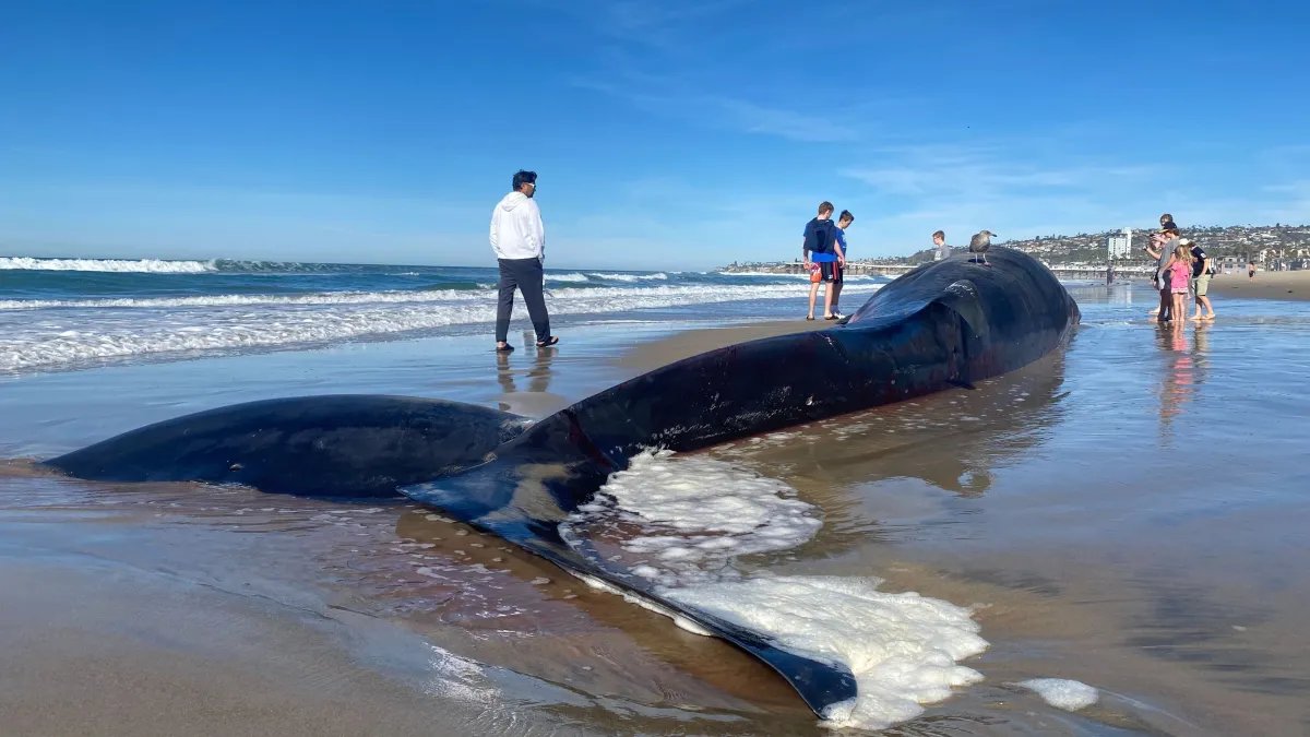San Diego: hallan enorme ballena muerta en una playa – Telemundo San ...