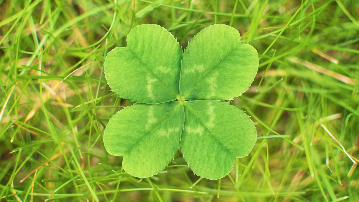 Tréboles de cuatro hojas: por qué se consideran de buena suerte ...