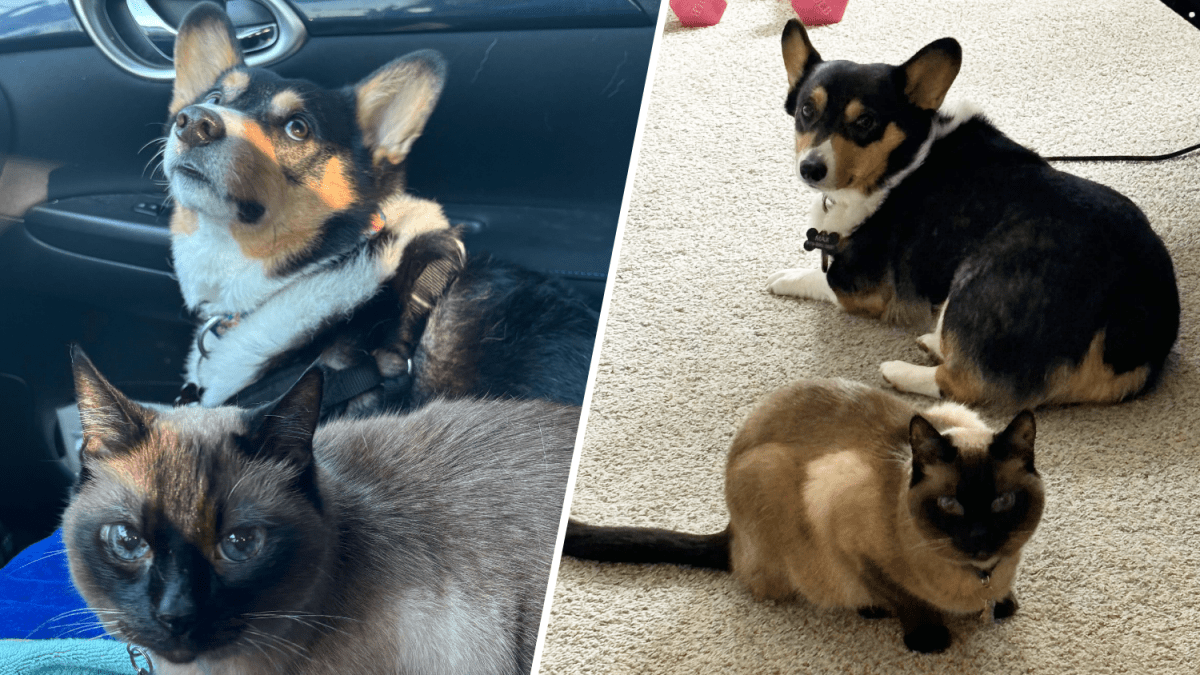 Veterana de la Marina pierde mascotas mientras está hospitalizada ...
