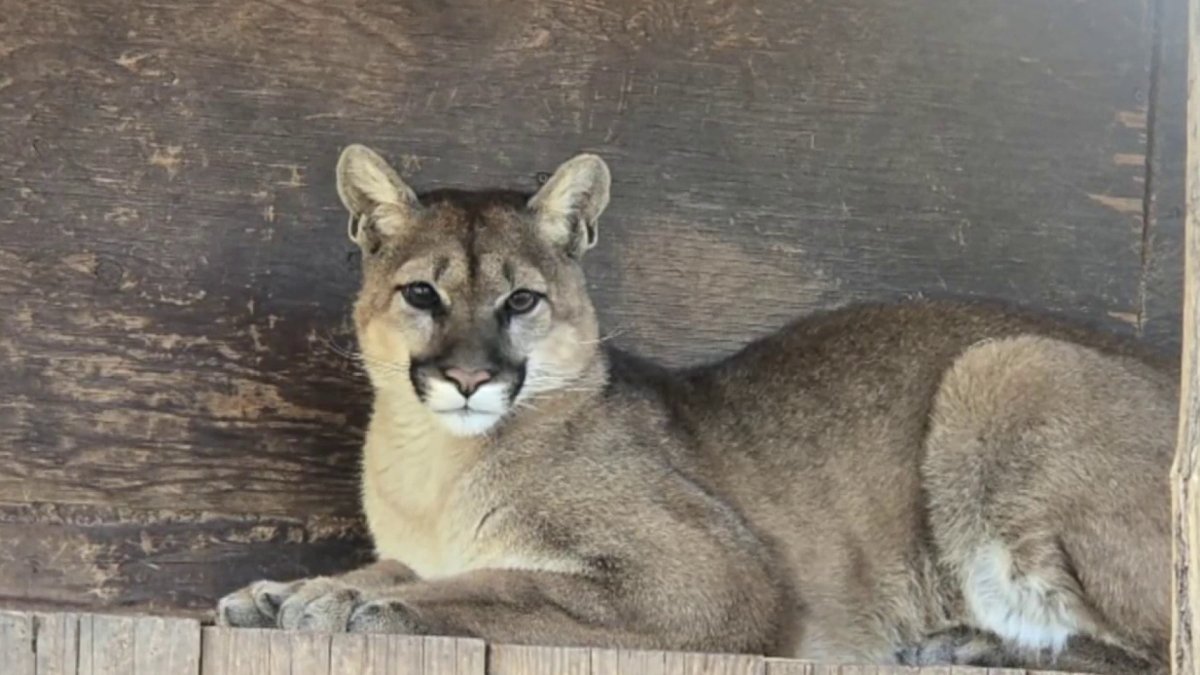 Puma es liberado tras ser atropellado por un vehículo – Telemundo San ...
