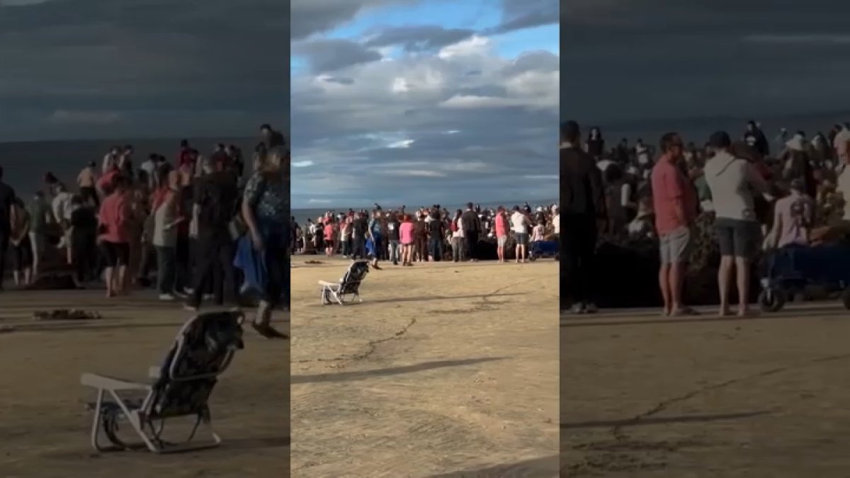 Aglomeración de personas amenazan la vida marina en La Jolla ...