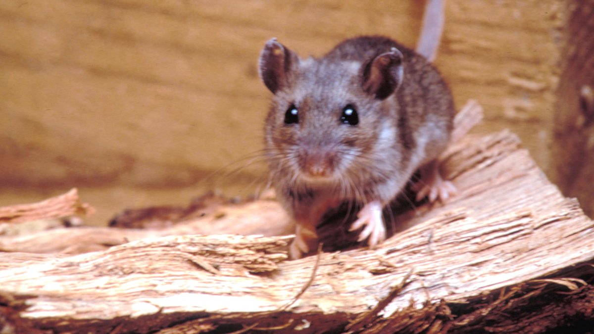 ¿Dónde merodea el hantavirus en EEUU y cómo protegerse? – Telemundo San ...
